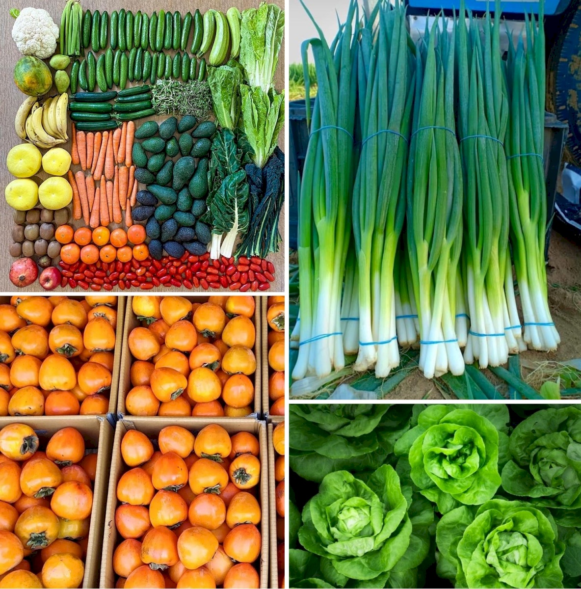 Eleman Trading Producer Cairo Egypt | Libertyprim