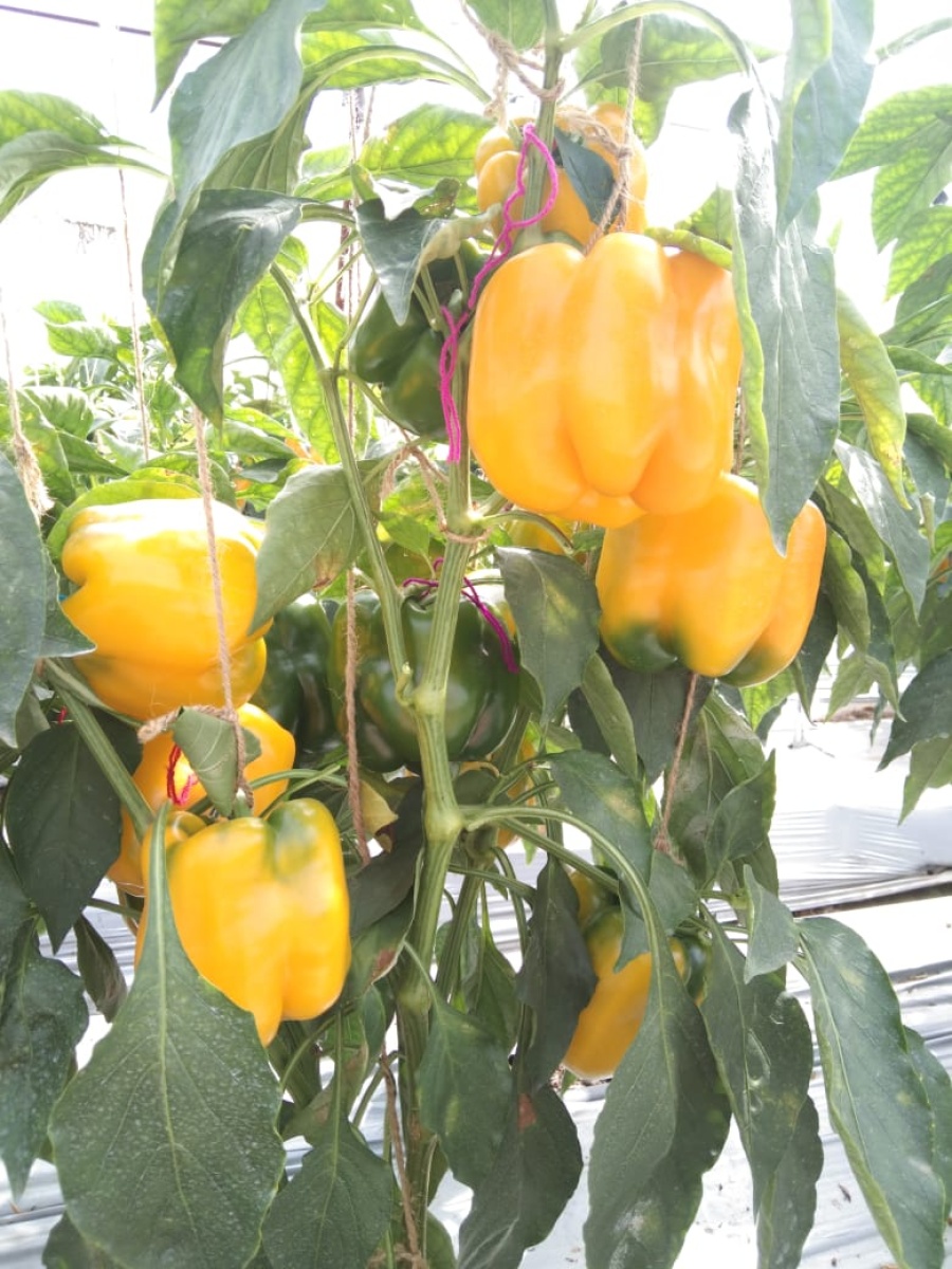 Farmson Biotech Pvt Ltd Plants & Seeds Bharuch India | Libertyprim