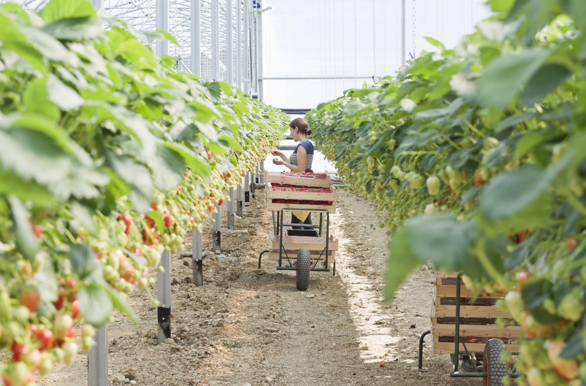FRUITS ROUGES DU PERIGORD Producer Capdrot France | Libertyprim