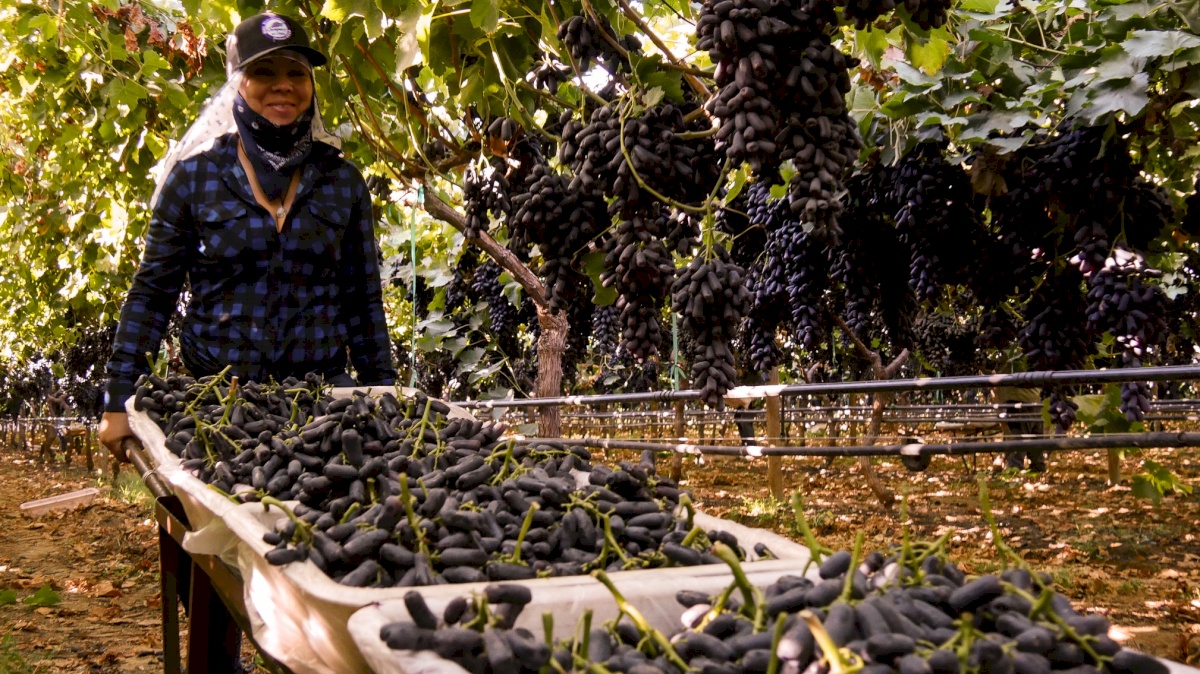 GRAPERY Producer Shafter United States | Libertyprim