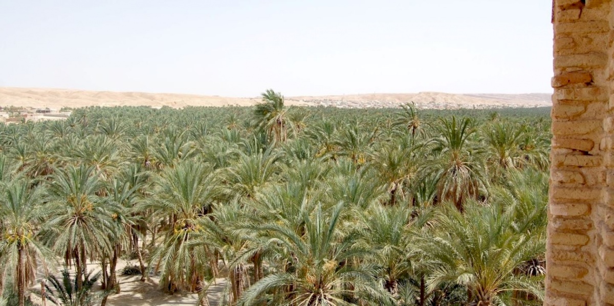 HORCHANI DATTES Producteur Tunis Tunisie | Libertyprim