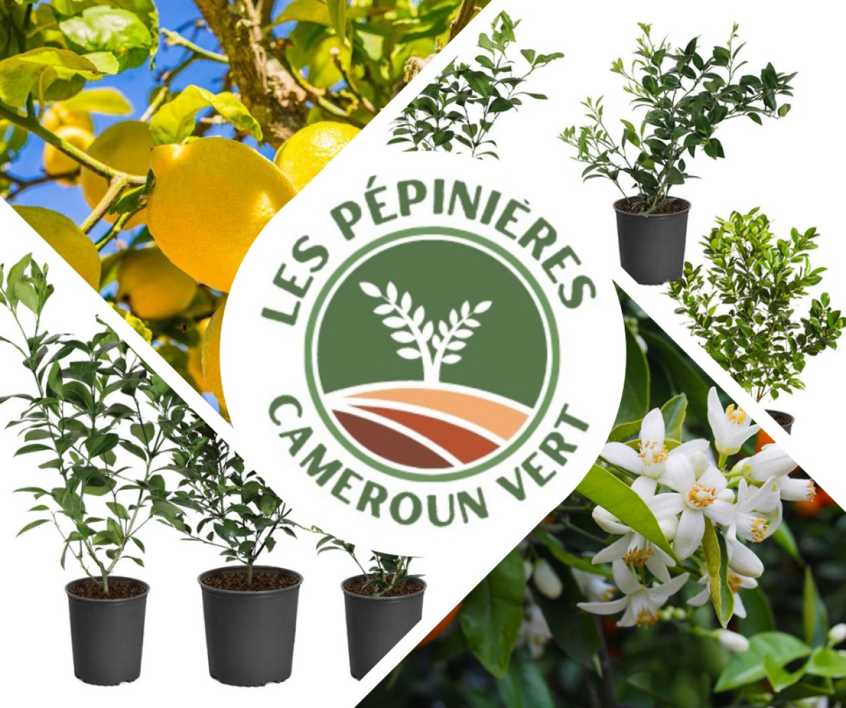 LES PÉPINIÈRES CAMEROUN VERT Plants & Semences Yaoundé Cameroun ...