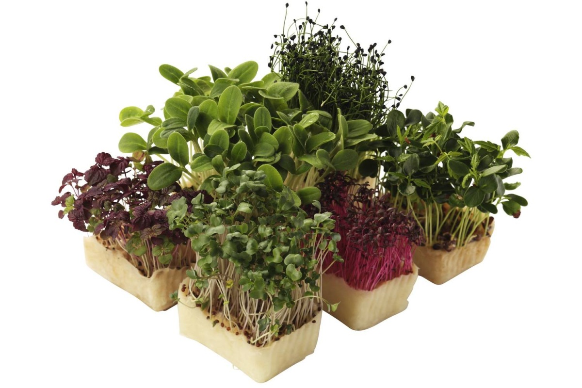 MicroGreens.garden Productor Mönchengladbach Alemania | Libertyprim