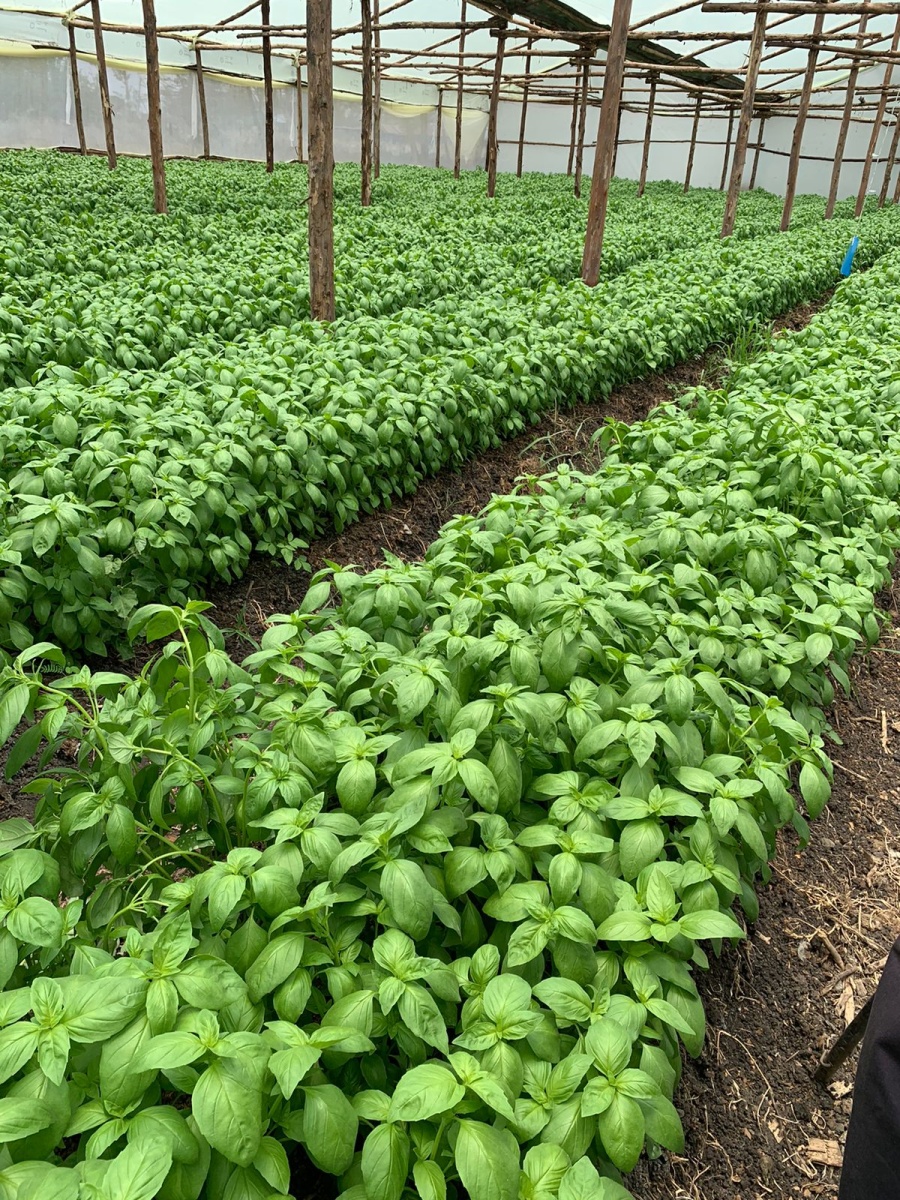 Next Force Ltd Importación & Exportación Nairobi Kenia | Libertyprim