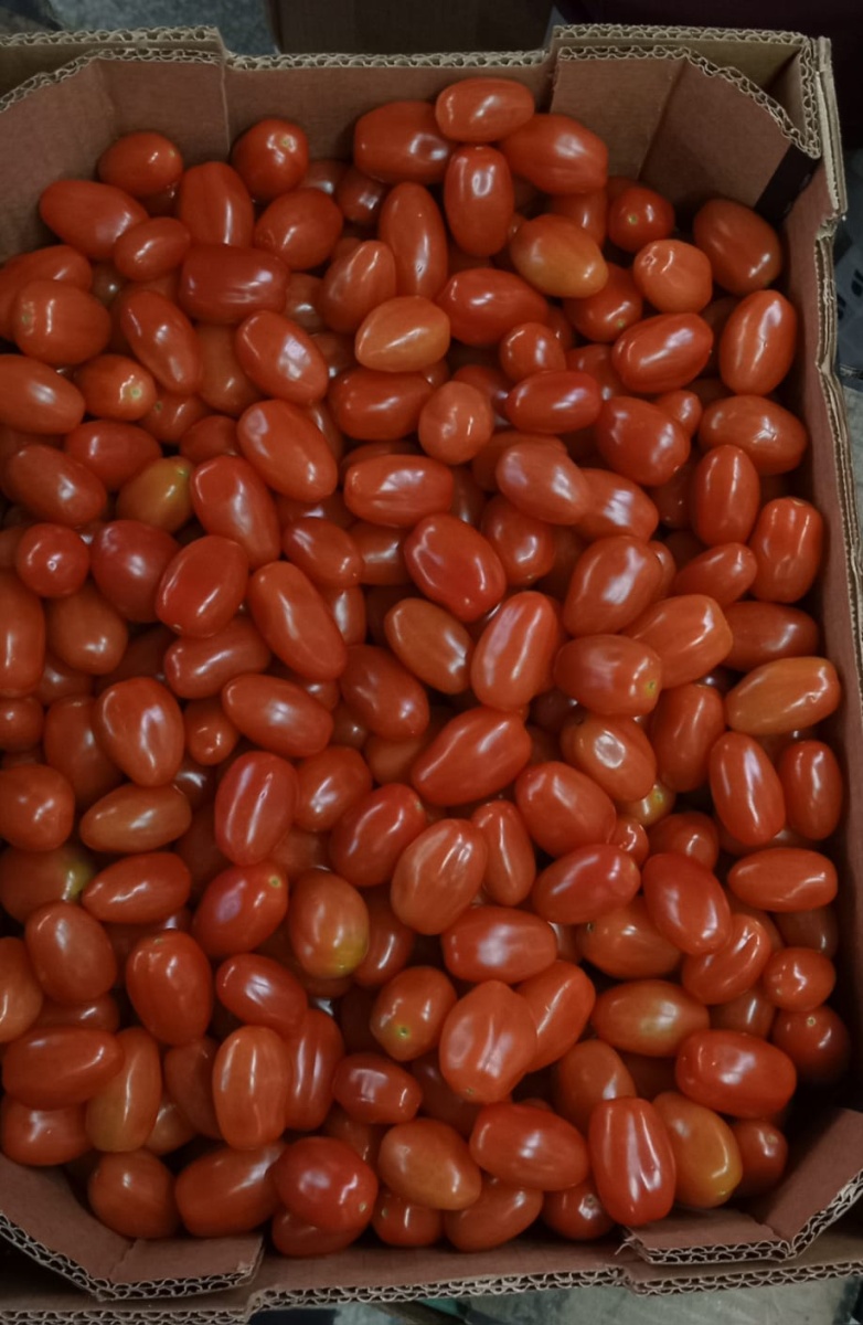 O FRESH Producer Agadir Morocco | Libertyprim