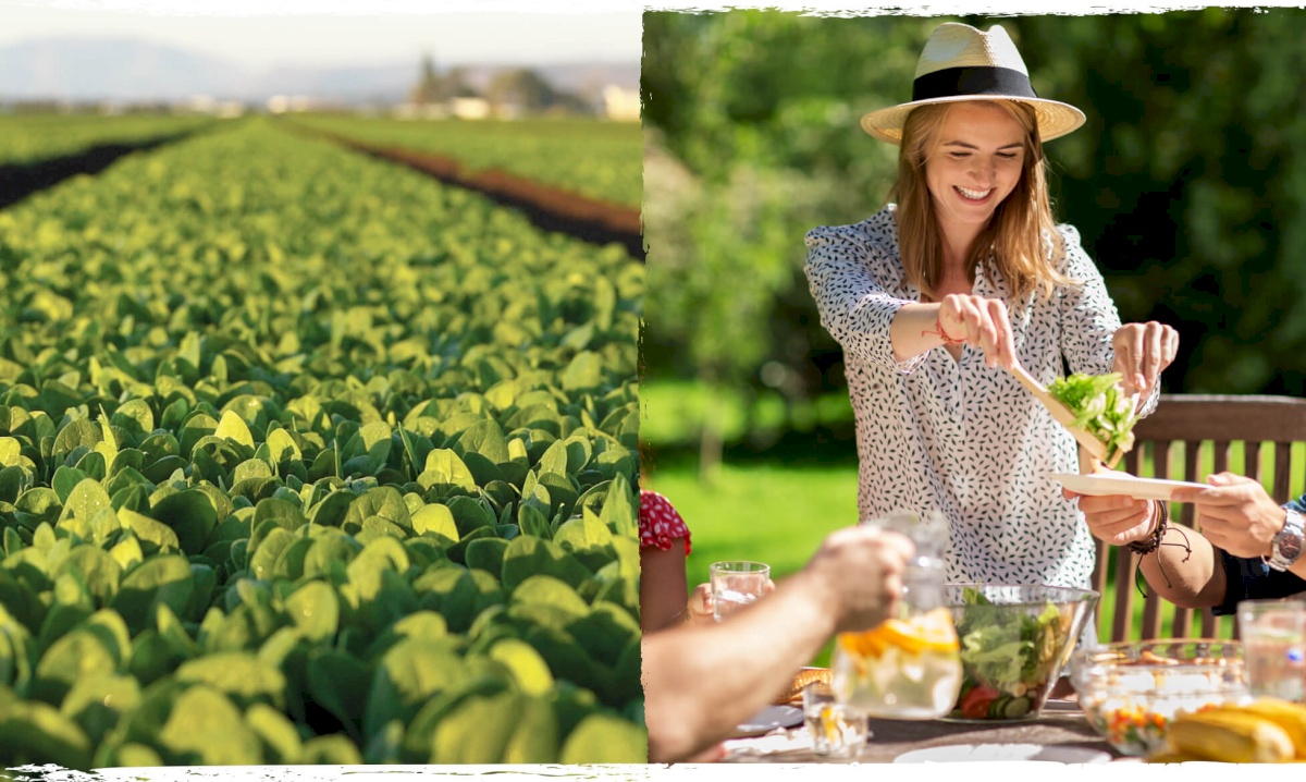 ONE HARVEST Producer BRISBAN Australia | Libertyprim