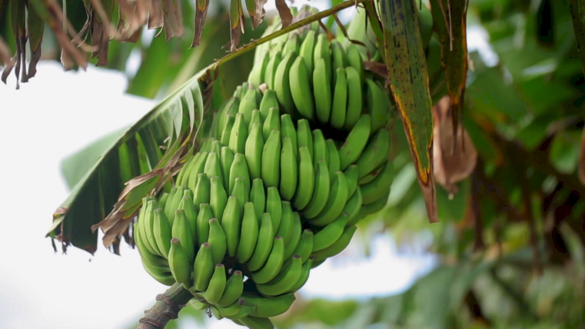 PACIFRUITS EXPORT Importación & Exportación Guayaquil Ecuador | Libertyprim