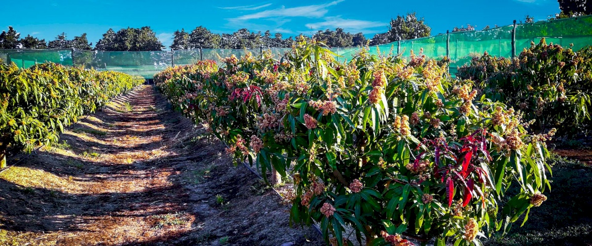 PAPAMANGO Producteur Sant’Agata Di Militello Italie | Libertyprim
