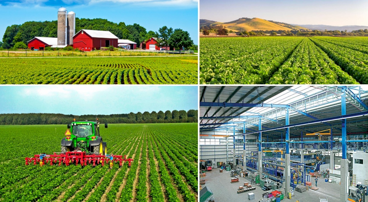 Planet Israel Farms Producer Mikvé-Israël Israel | Libertyprim