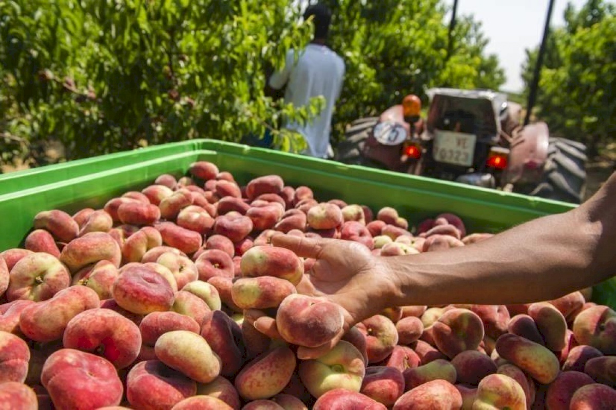 Primeurs Flora Import & Export Rota Spain | Libertyprim