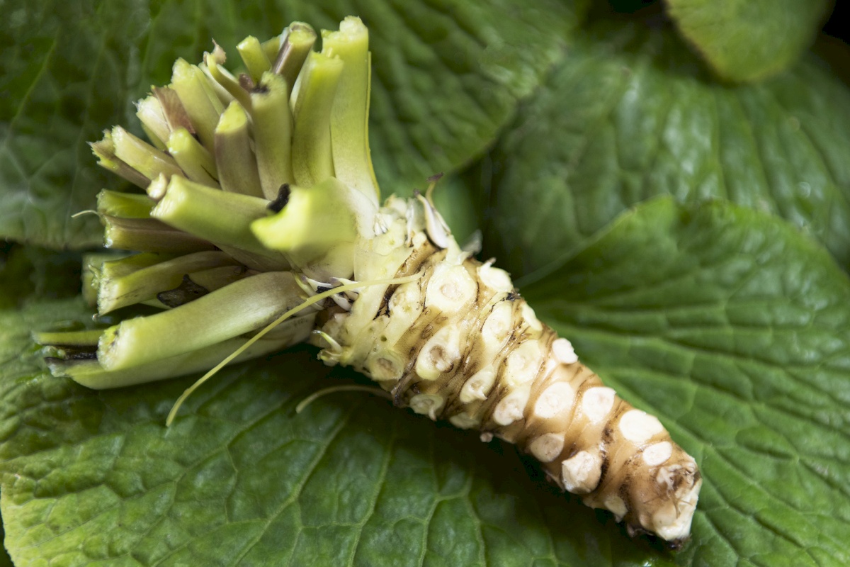 ran ronen Productor Israel Israel | Libertyprim