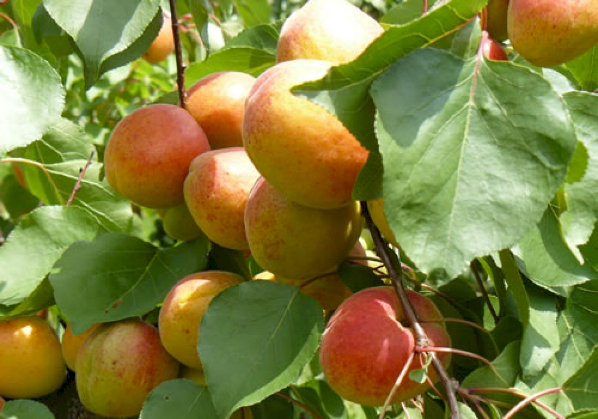 SARL DESBOS FRUITS 2000 ARDECHE Expedidor & Distribuidor SAINT JEAN DE ...