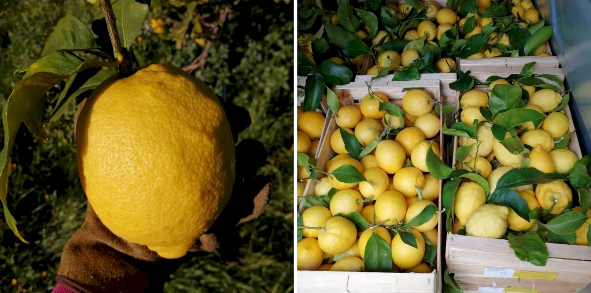 TAMONTE EVELYNE FRANCOISE Producer Vallauris France | Libertyprim