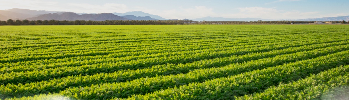 Valley Fruit & Vegetable Import & Export Los Angeles United States ...