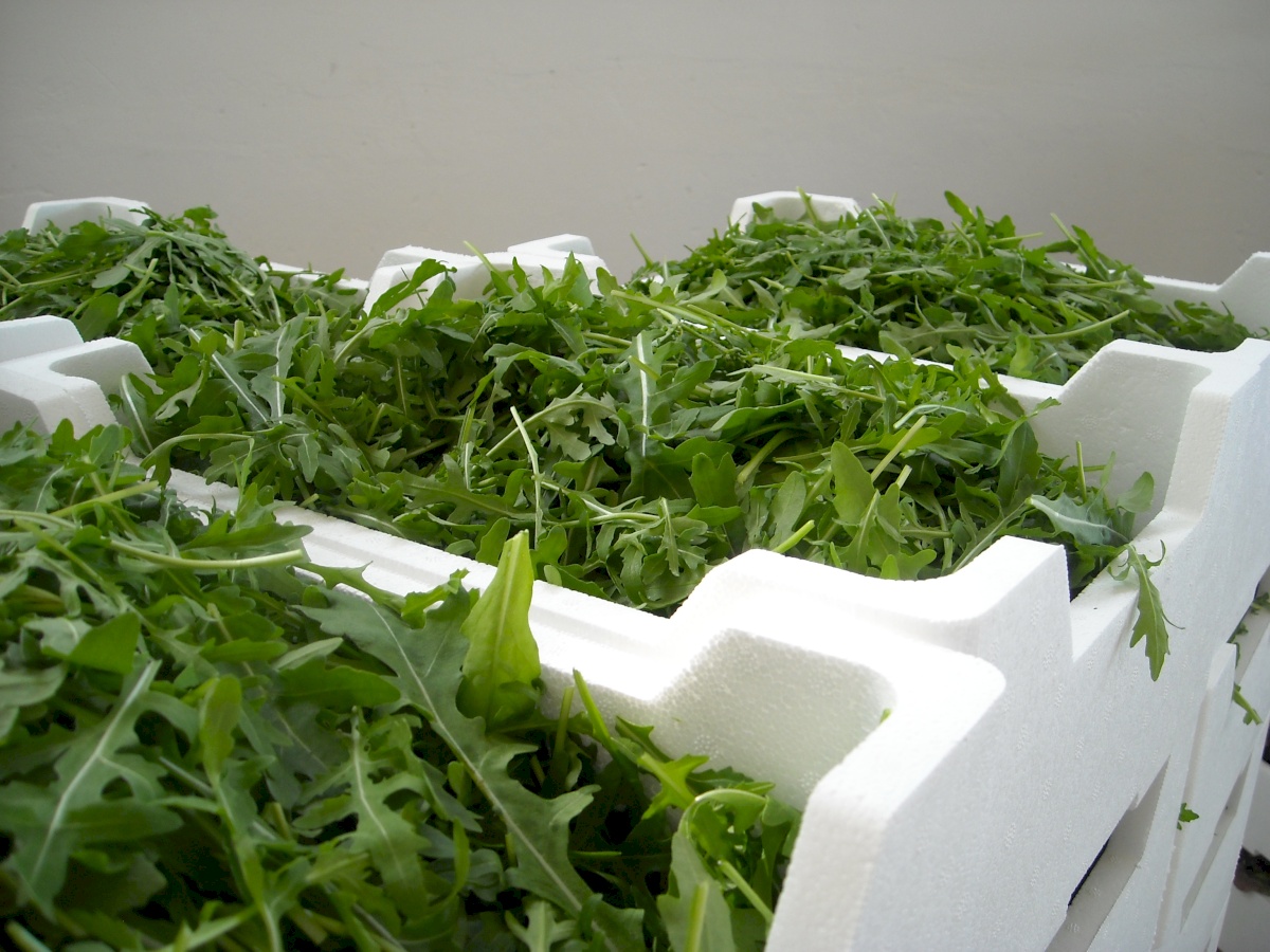 Vivai Cafaro Producer Eboli Italy | Libertyprim