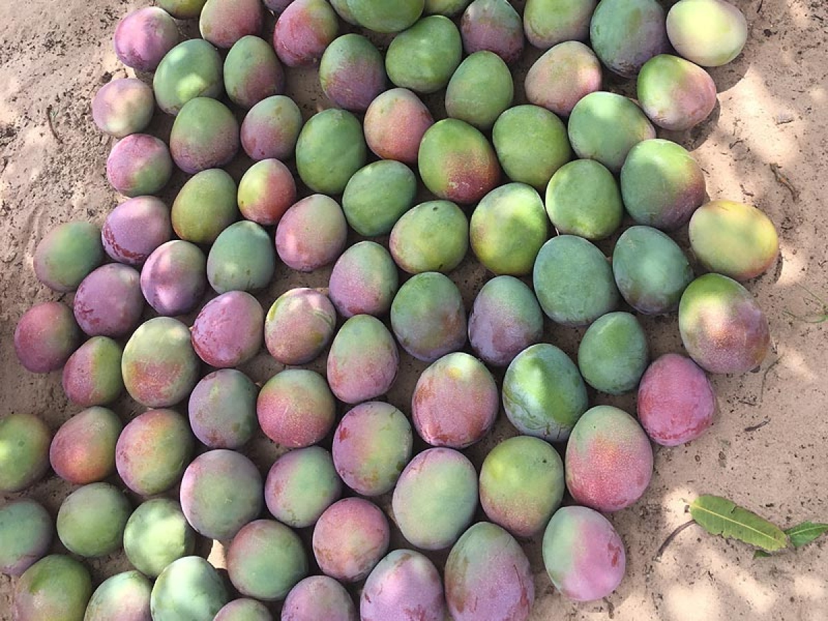 bedrok food shipping Import & Export Abidjan Ivory Coast | Libertyprim
