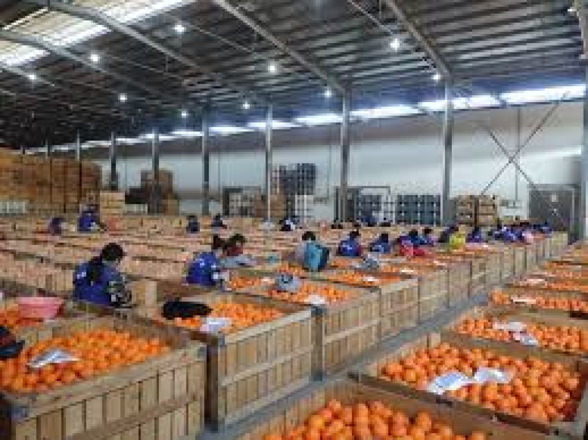 Ever Fresh Harvest Import & Export Cairo Egypt | Libertyprim