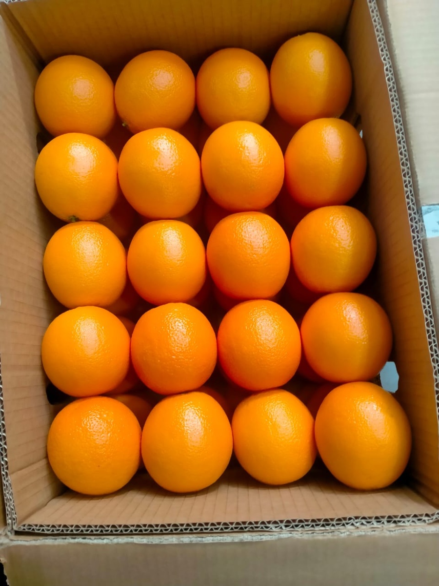 Executive World Trade (PTY) Ltd Import & Export Tzaneen Afrique Du Sud ...