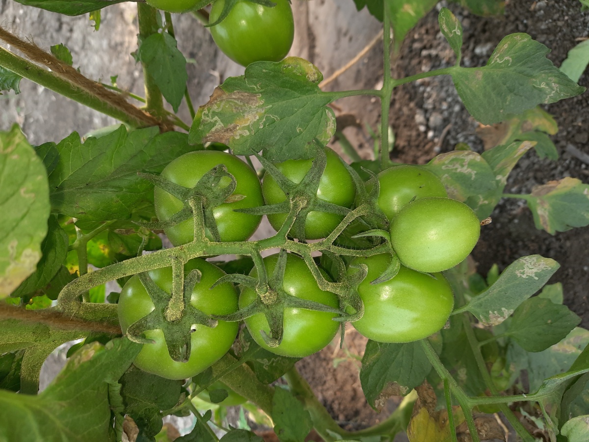 Farmson Biotech Pvt Ltd Plants & Seeds Bharuch India | Libertyprim