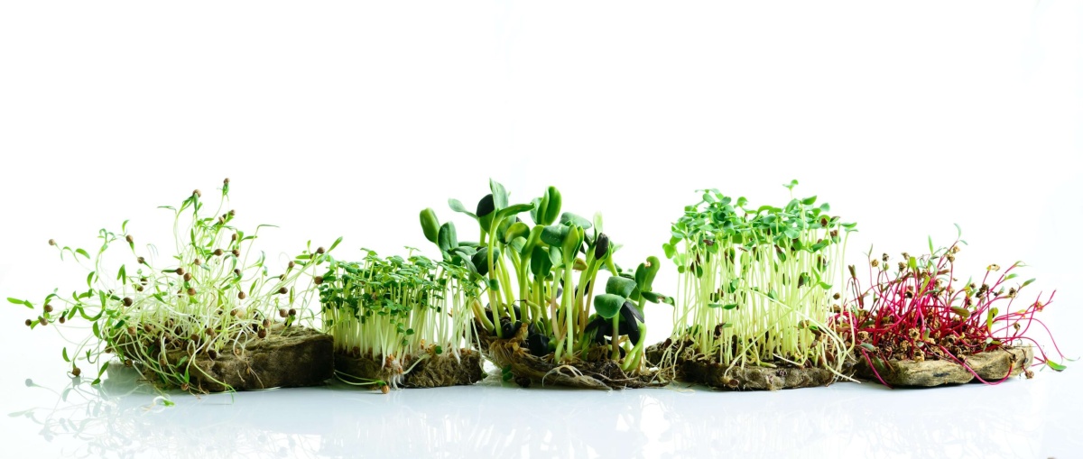 MicroGreens.garden Producer Mönchengladbach Germany | Libertyprim
