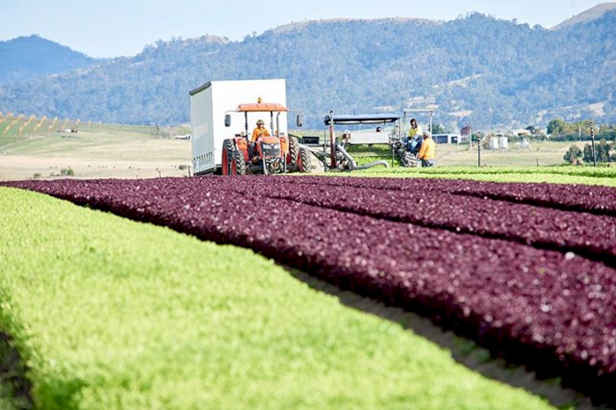 ONE HARVEST Producteur BRISBAN Australie | Libertyprim
