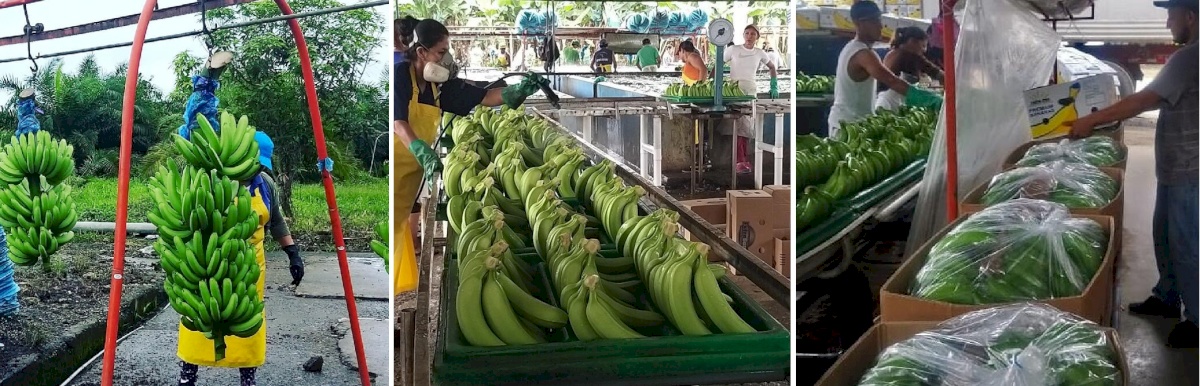 PACIFRUITS EXPORT Import & Export Guayaquil Ecuador | Libertyprim