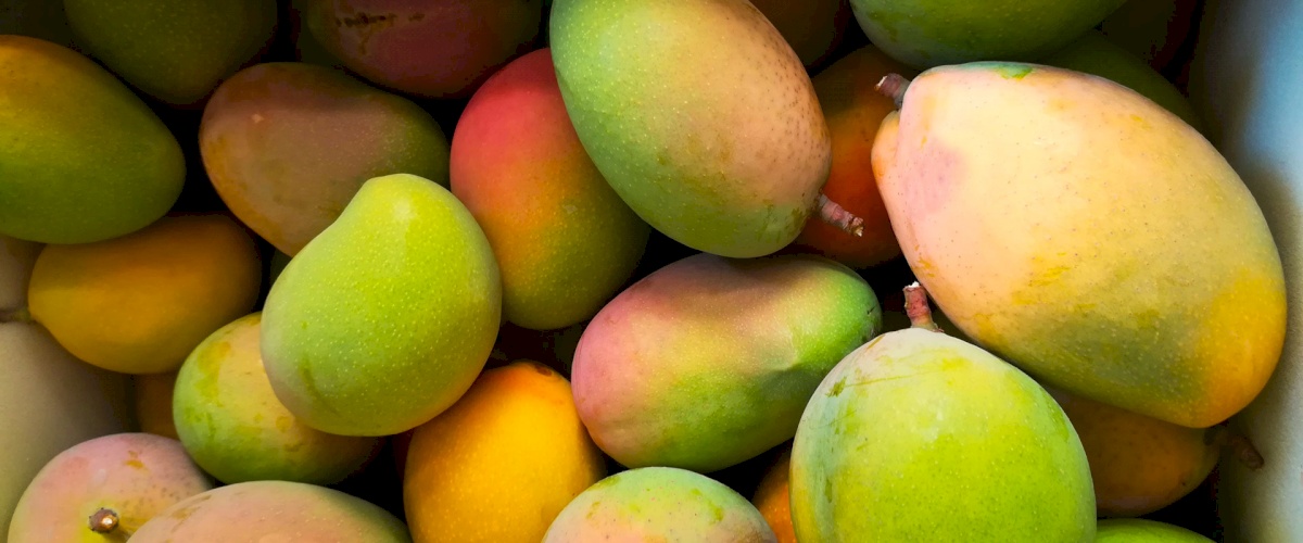 PAPAMANGO Producteur Sant’Agata Di Militello Italie | Libertyprim