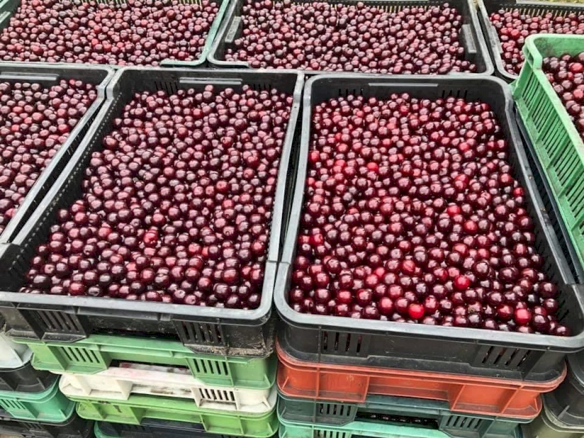 Primeurs Flora Import & Export Rota Espagne | Libertyprim