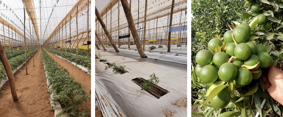 Sama Fruit Importación & Exportación Casablanca Marruecos | Libertyprim