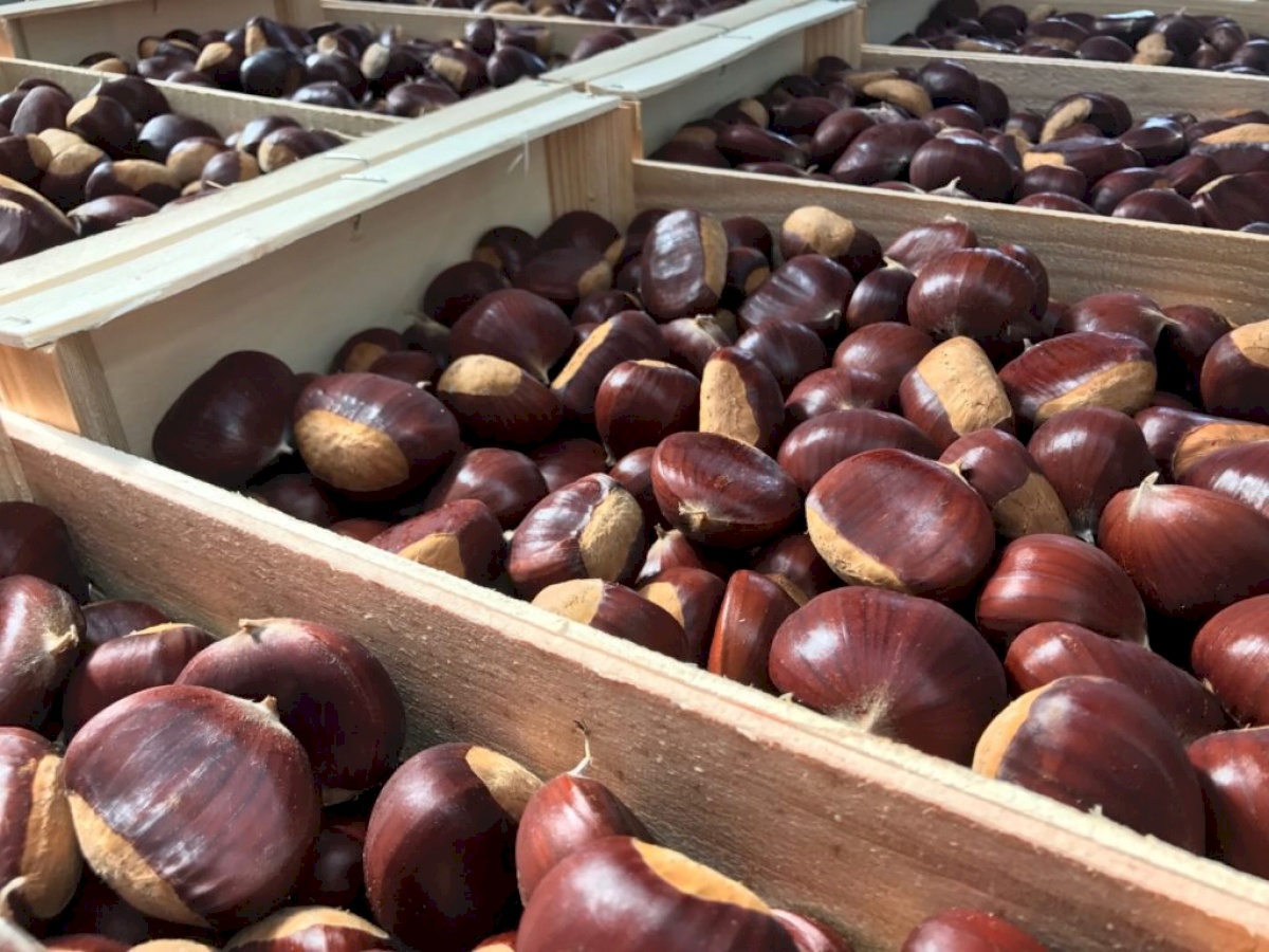 SARL DESBOS FRUITS 2000 ARDECHE Expedidor & Distribuidor SAINT JEAN DE ...