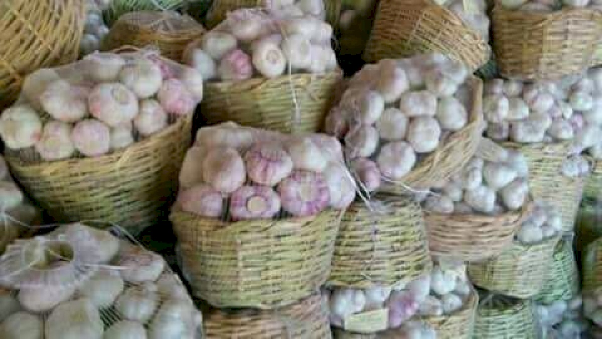 sun for export Import & Export Cairo Egypt | Libertyprim