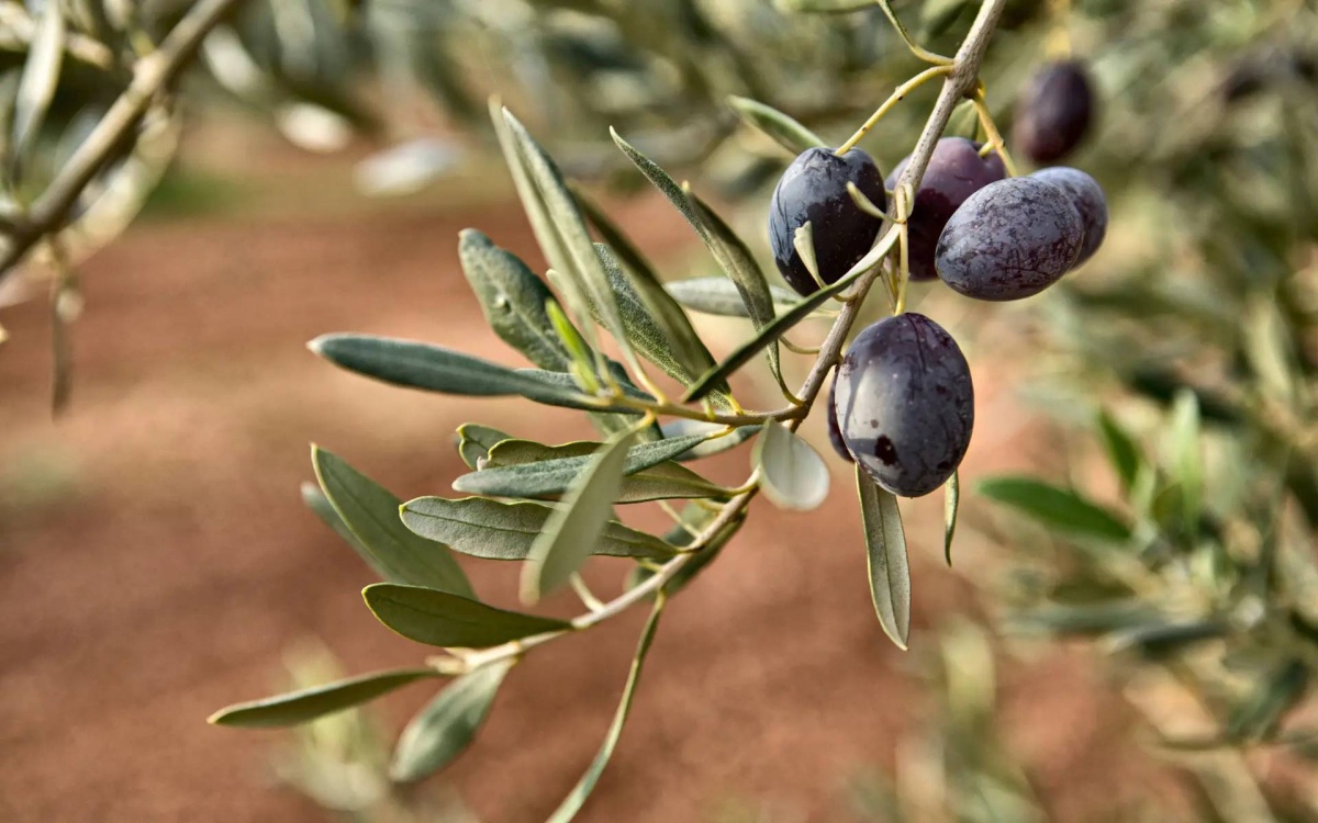 Tenuta Venterra Producer Grottaglie Italy | Libertyprim